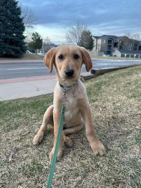 Retriever Rescue of Colorado, Adopt a Dog, Mantis Age: Puppy Gender ...