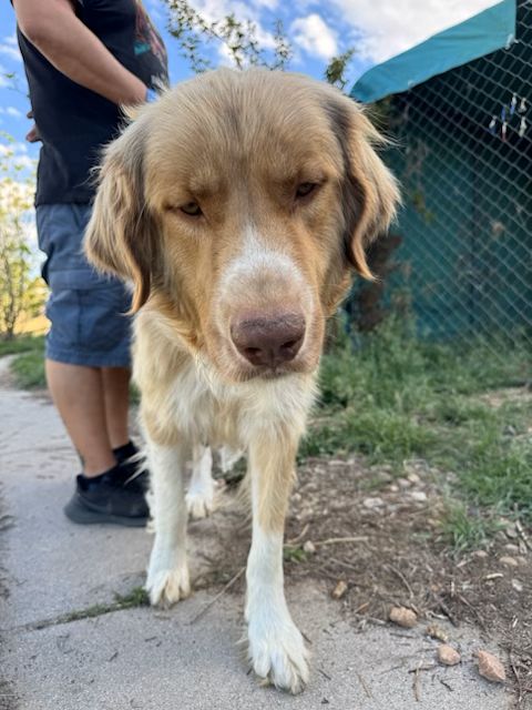 Retriever Rescue of Colorado, Adopt a Dog, Musical Age: 18 months ...
